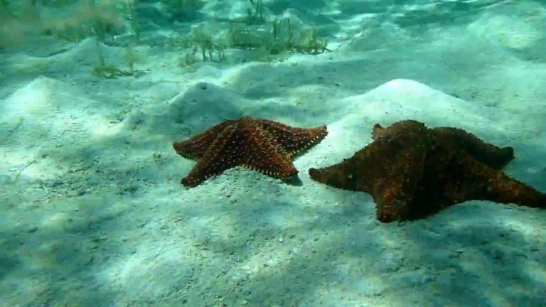 Roatan Dolphins Tour+ Starfish Snorkeling • Roatan 21 Tours