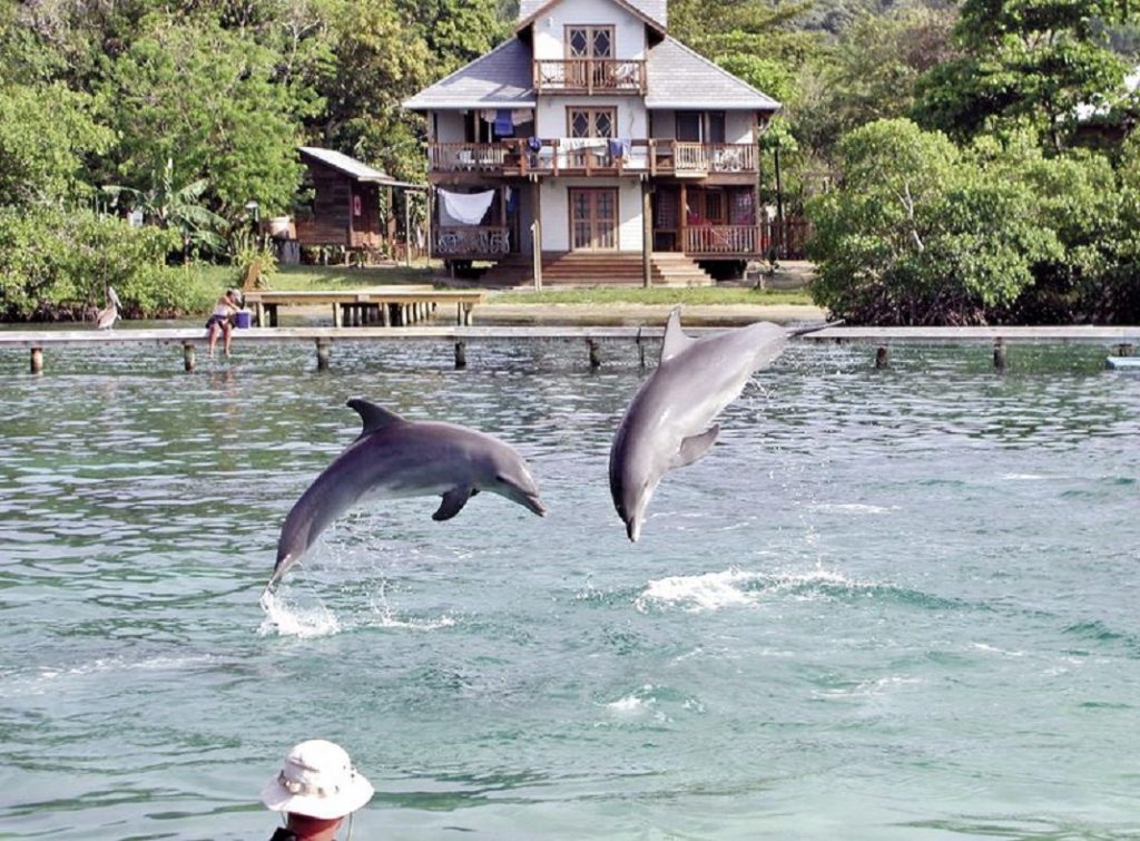 Roatan Dolphins Tour+ Starfish Snorkeling • Roatan 21 Tours